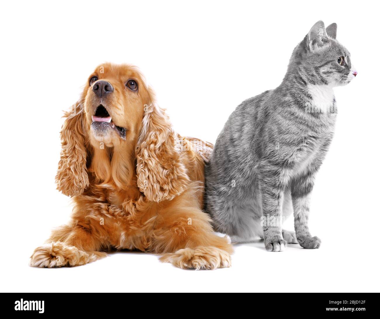 Cute dog and cat together on white background Stock Photo - Alamy