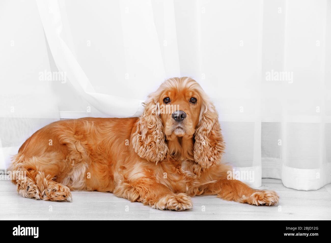 Adorable dog on floor at home Stock Photo - Alamy