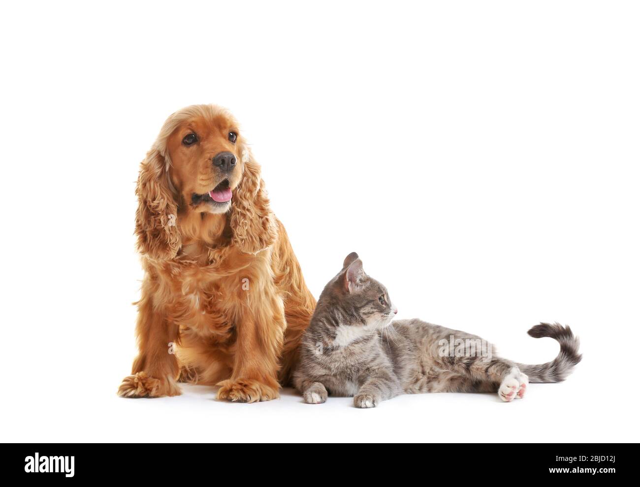 Cute dog and cat together on white background Stock Photo - Alamy
