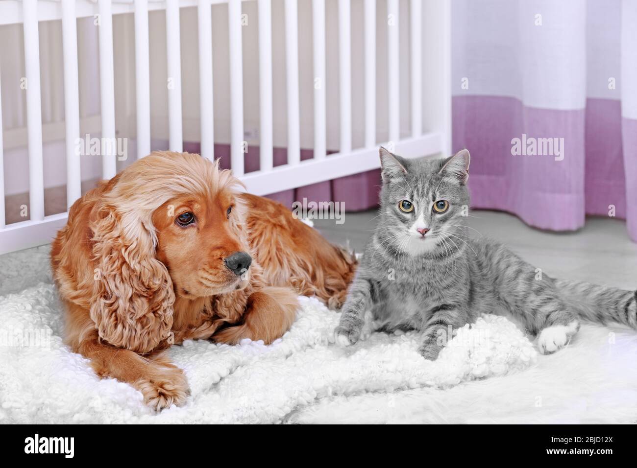 Cat dog lie together hi-res stock photography and images - Alamy