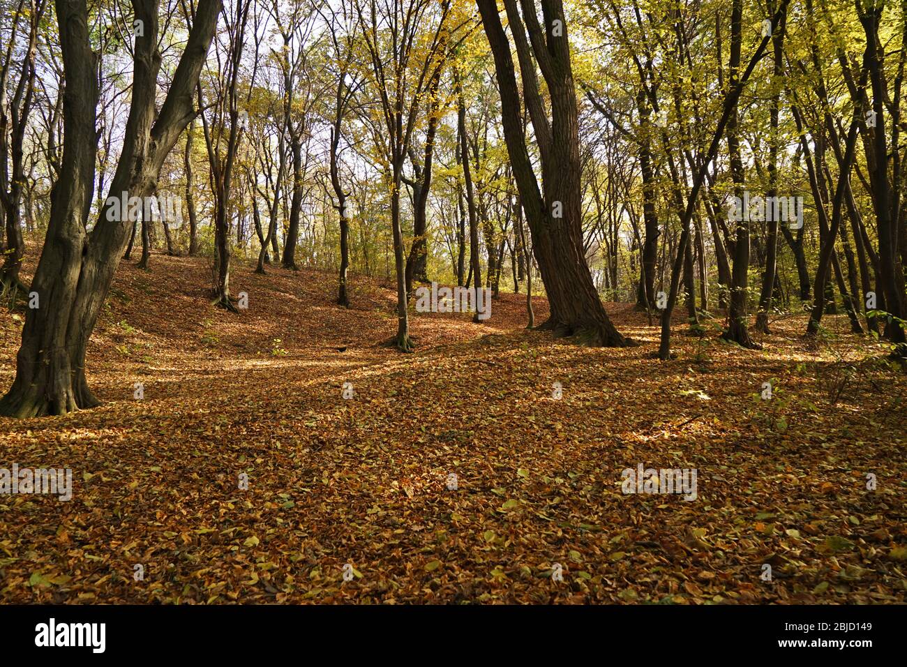 View of beautiful autumn park Stock Photo - Alamy