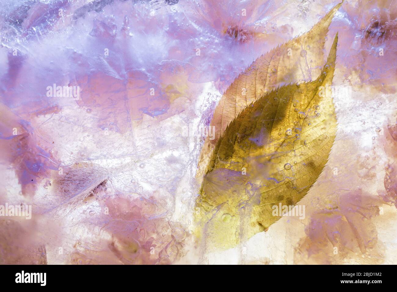 Pink cherry blossom ice block - creative floral background Stock Photo ...