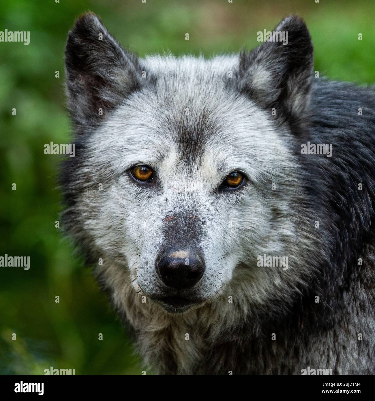 Black wolf in the forest Stock Photo - Alamy