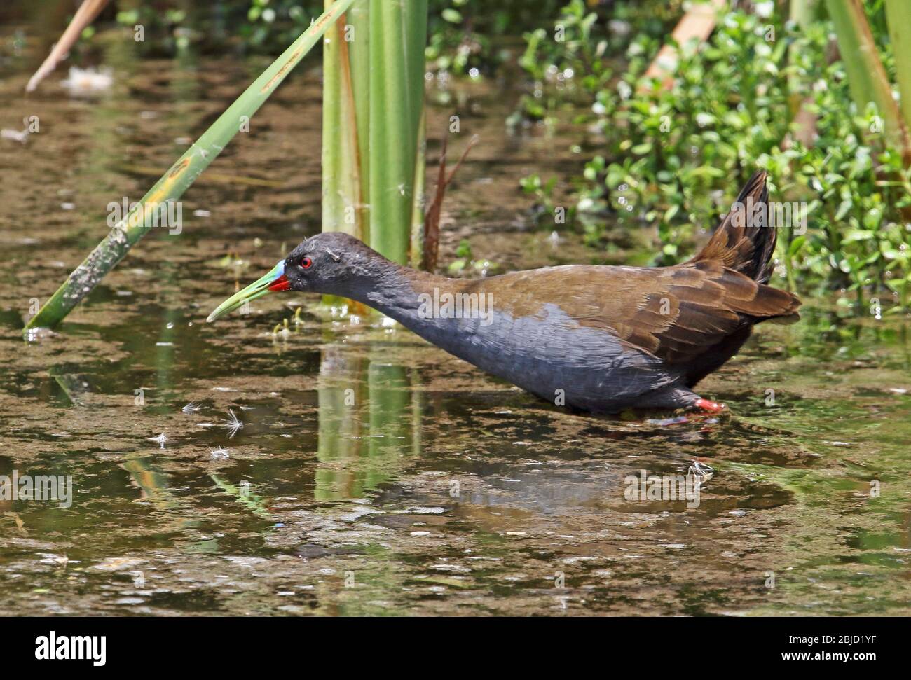 Plumbeous Rail (Pardirallus sanguinolentus simonsi) adult walking ...