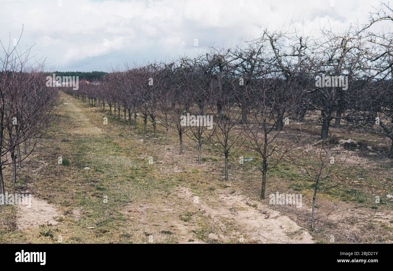 landscape with empty small apple trees without leaves and fruits at the ...