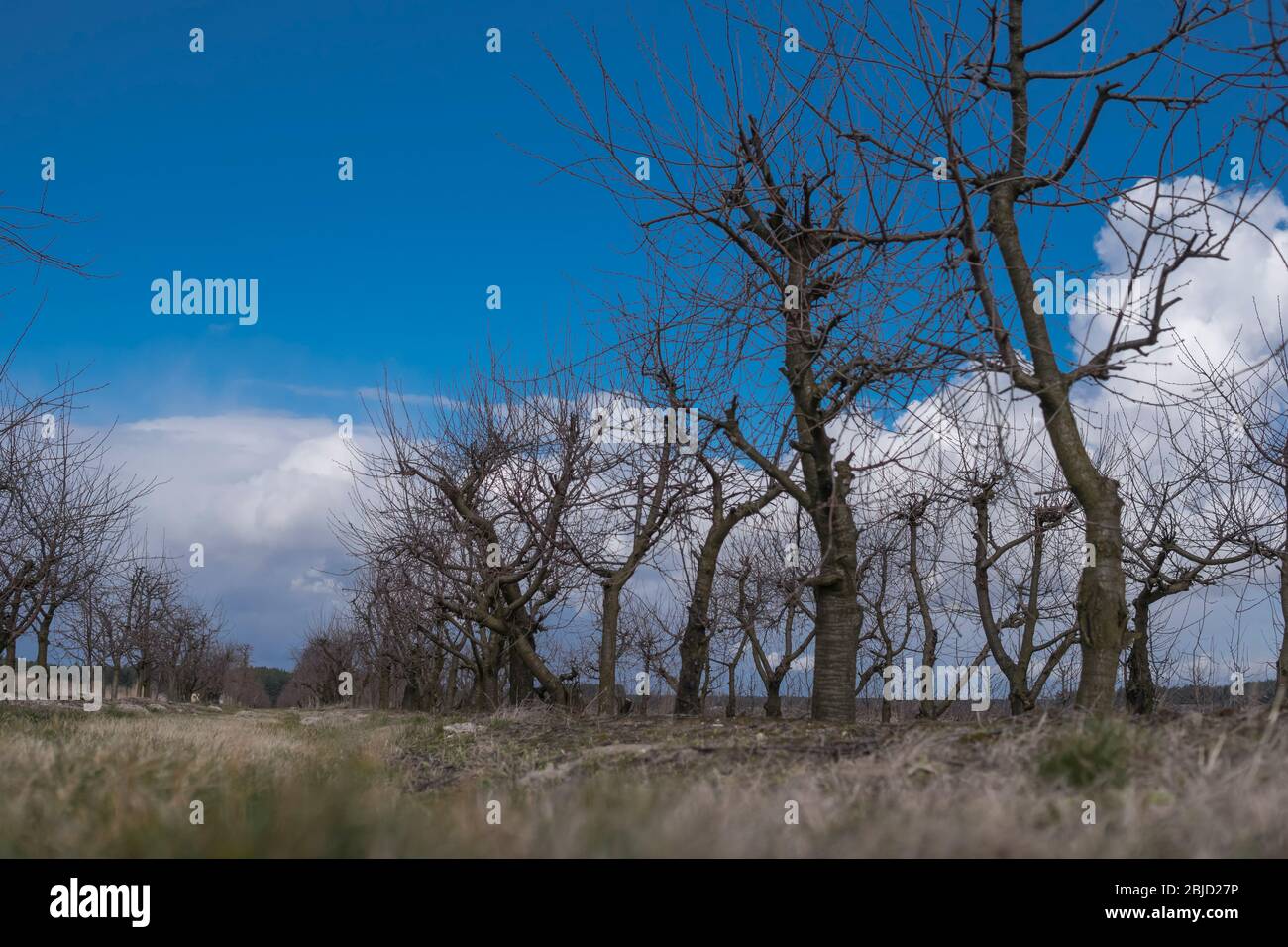 landscape with empty apple trees without leaves and fruits at the ...