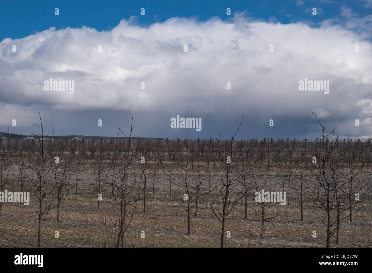 landscape with empty apple trees without leaves and fruits at the ...