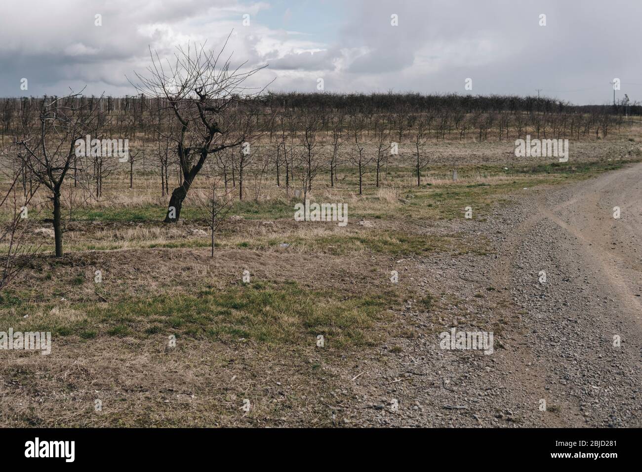 landscape with empty apple trees without leaves and fruits at the ...