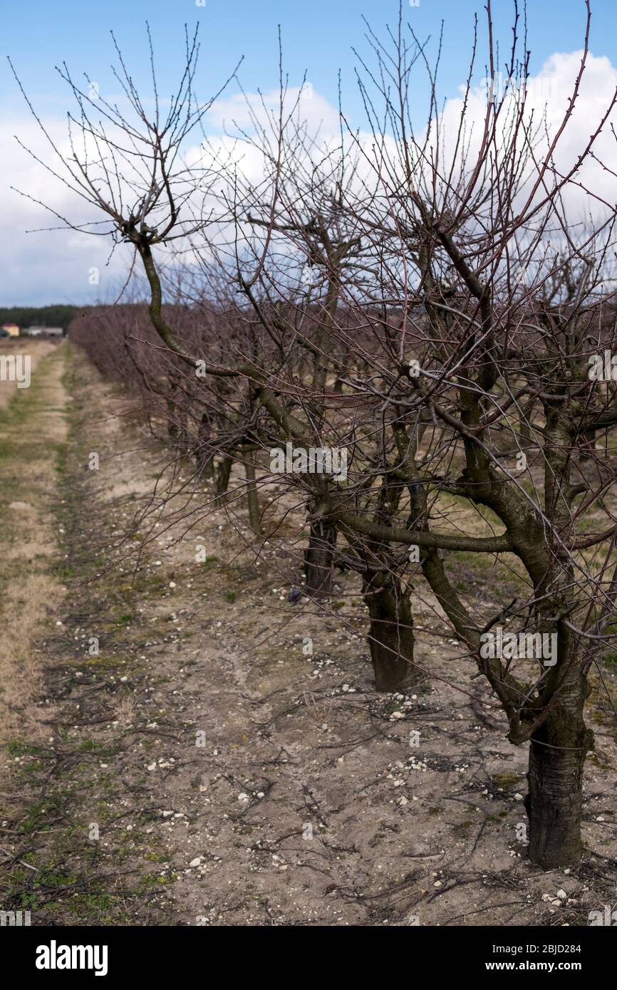 Trees without leaves spring hi-res stock photography and images - Alamy