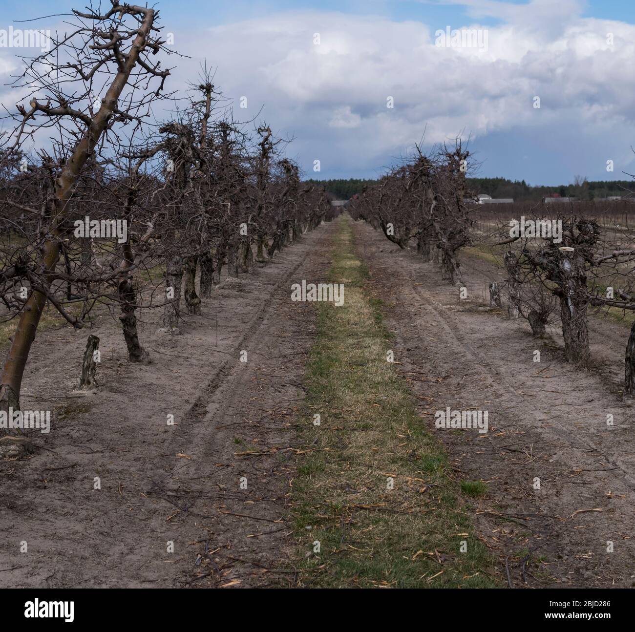 landscape with empty old apple trees without leaves and fruits at the ...