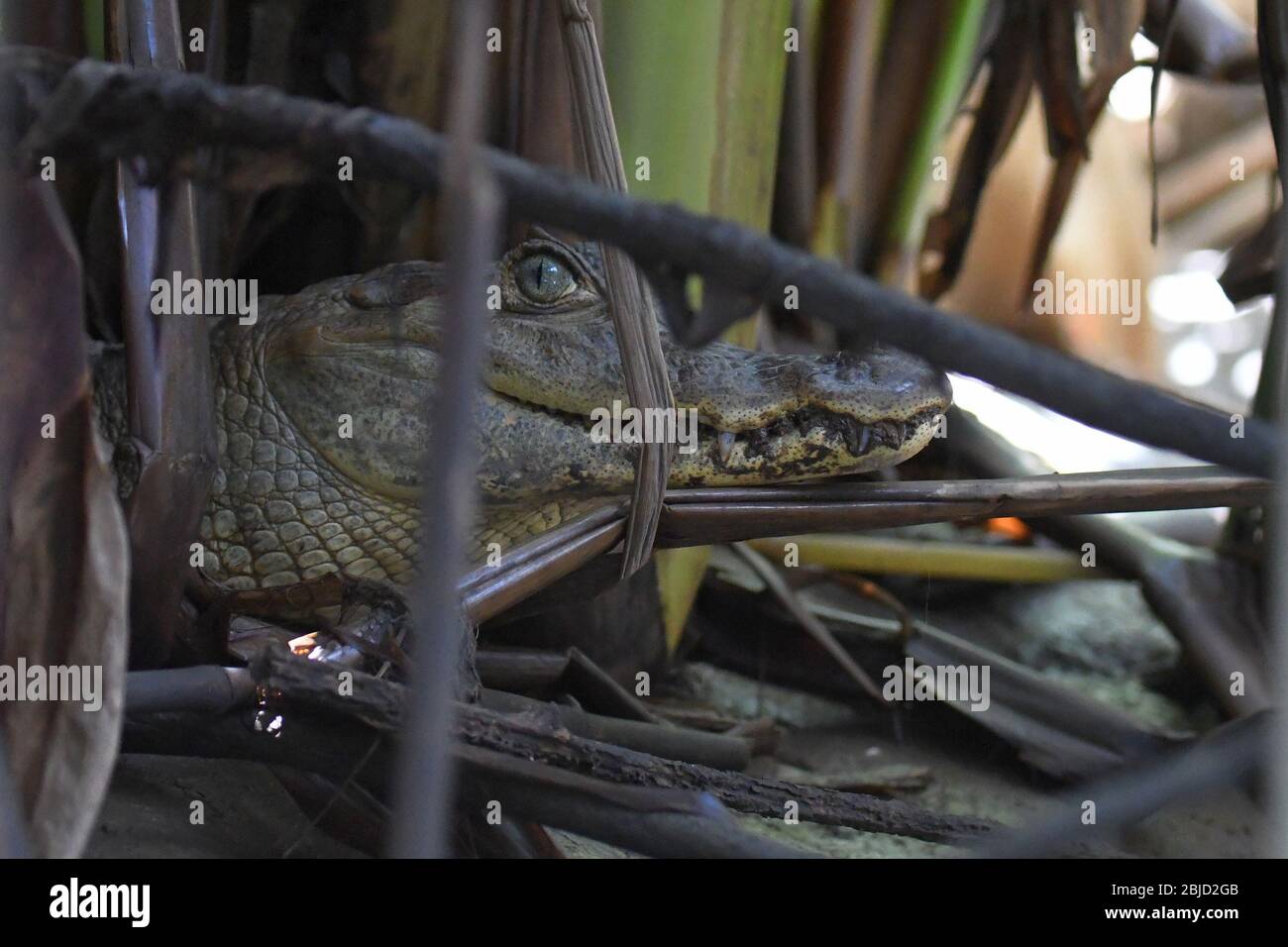Caiman eyes hi-res stock photography and images - Alamy