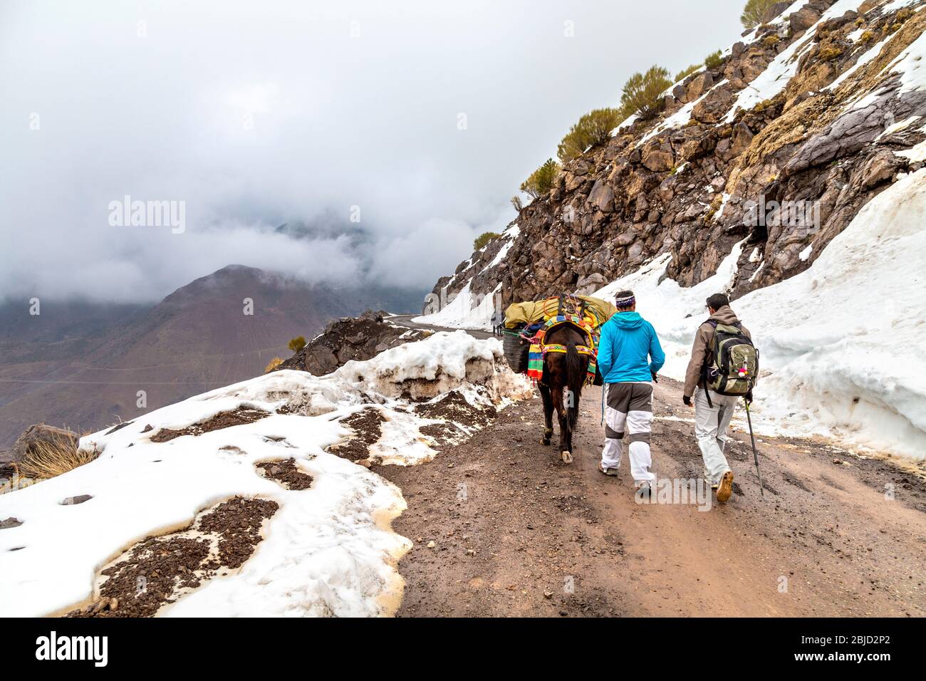 Donkey walking on snow in hi-res stock photography and images - Alamy
