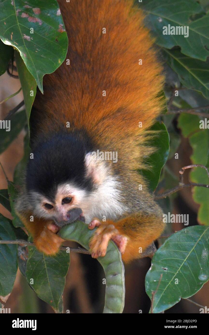 Monkey leap fruit hi-res stock photography and images - Alamy