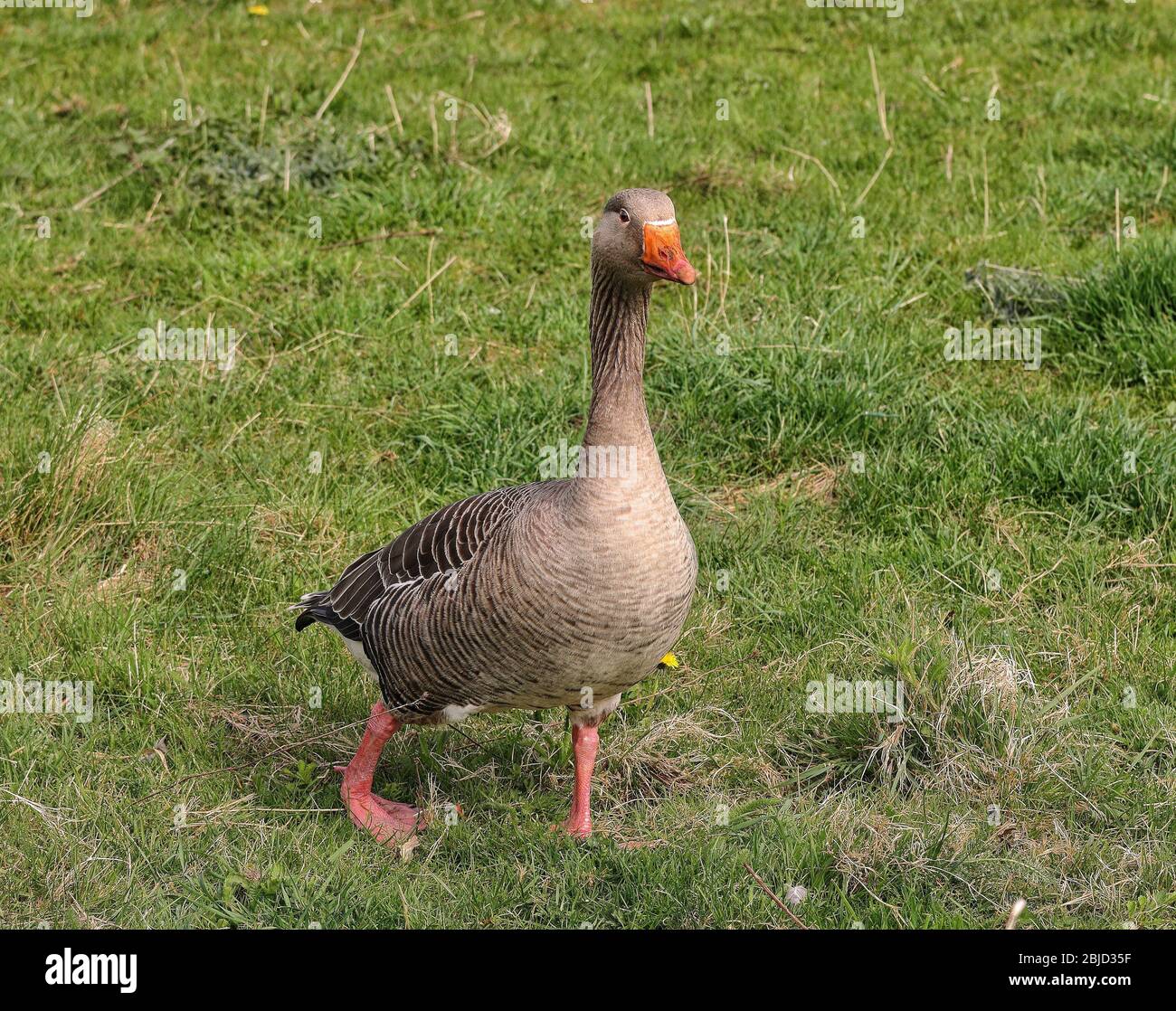 Goose field bird wildlife nature hi-res stock photography and images ...
