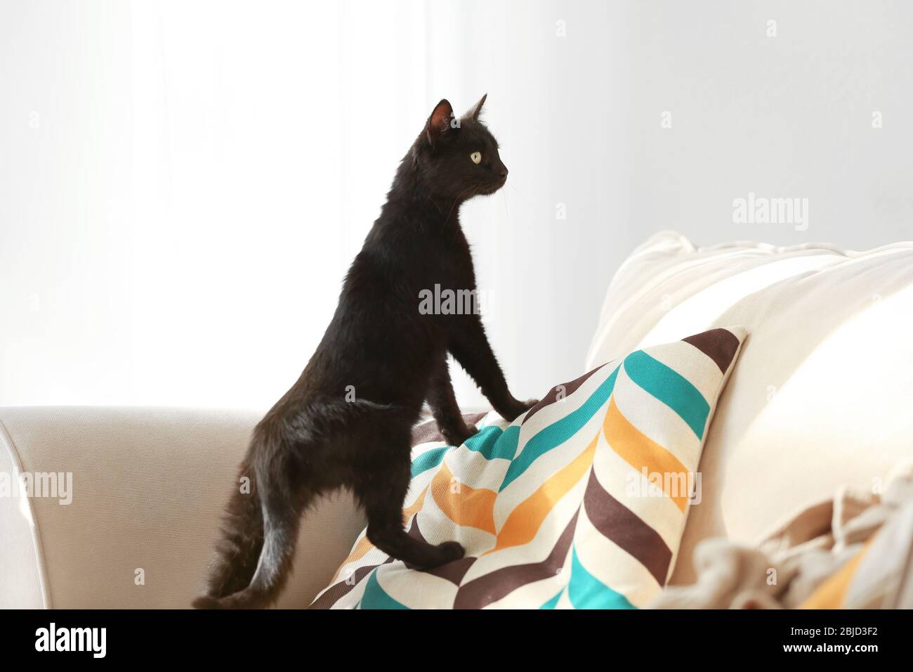 Curious black cat on beige sofa at home Stock Photo - Alamy