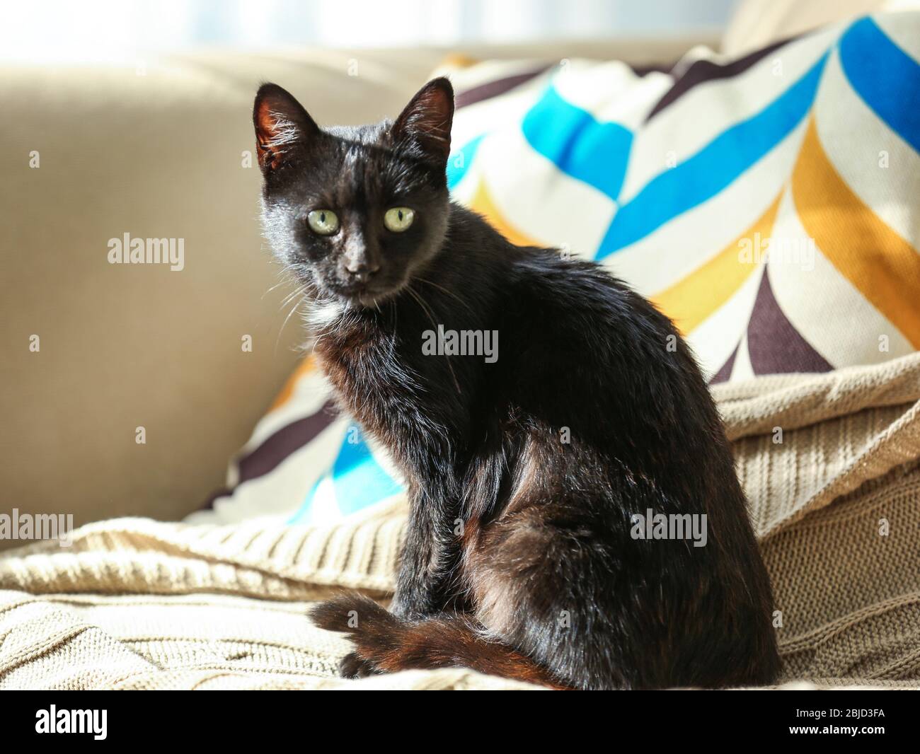 Cute black cat sitting on sofa at home Stock Photo - Alamy