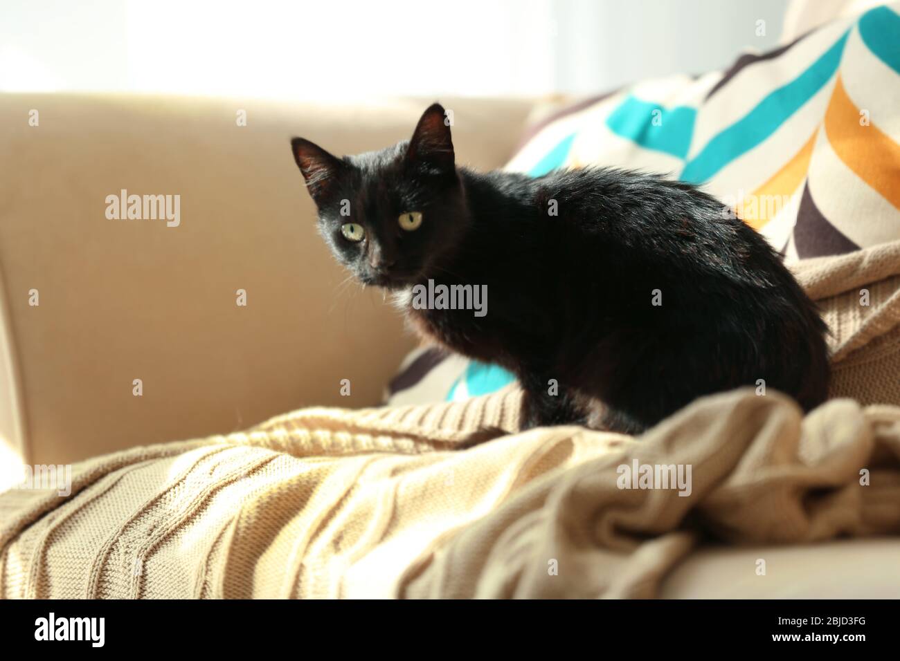 Cute black cat sitting on sofa at home Stock Photo - Alamy