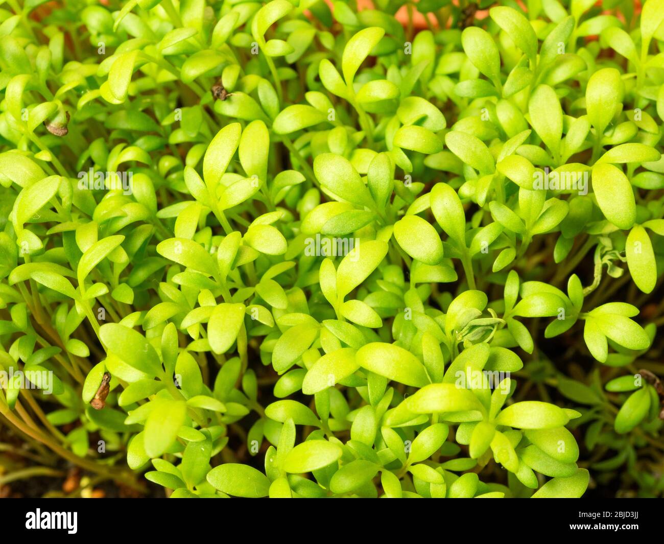 Cress seedlings hi-res stock photography and images - Alamy
