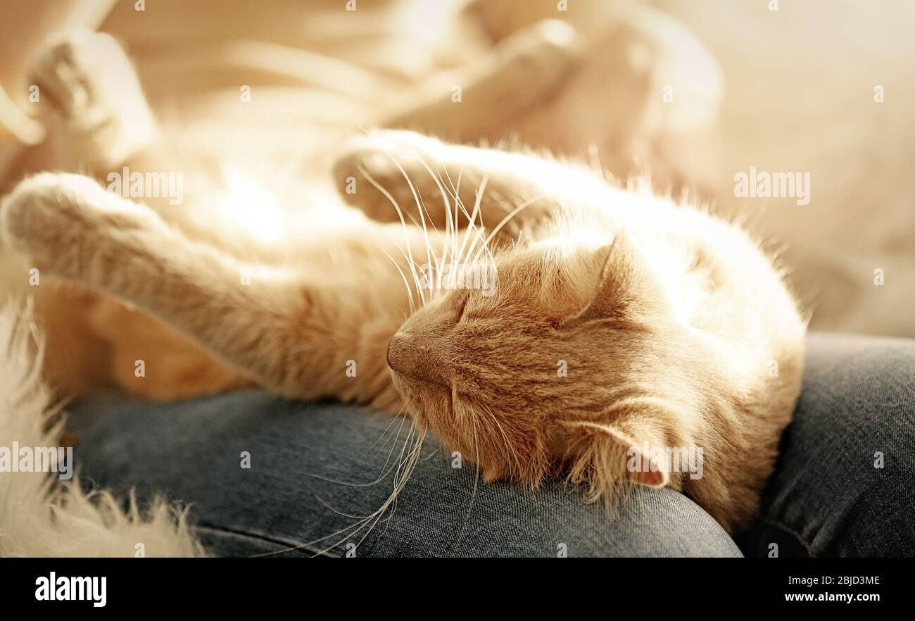 Cat sleeping on armchair hi-res stock photography and images - Alamy