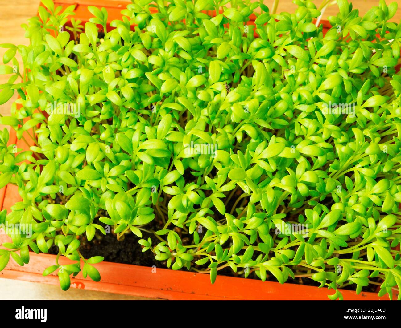 Cress seedlings hi-res stock photography and images - Alamy