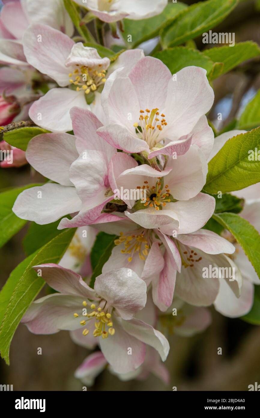 Terminal panicles hi-res stock photography and images - Alamy
