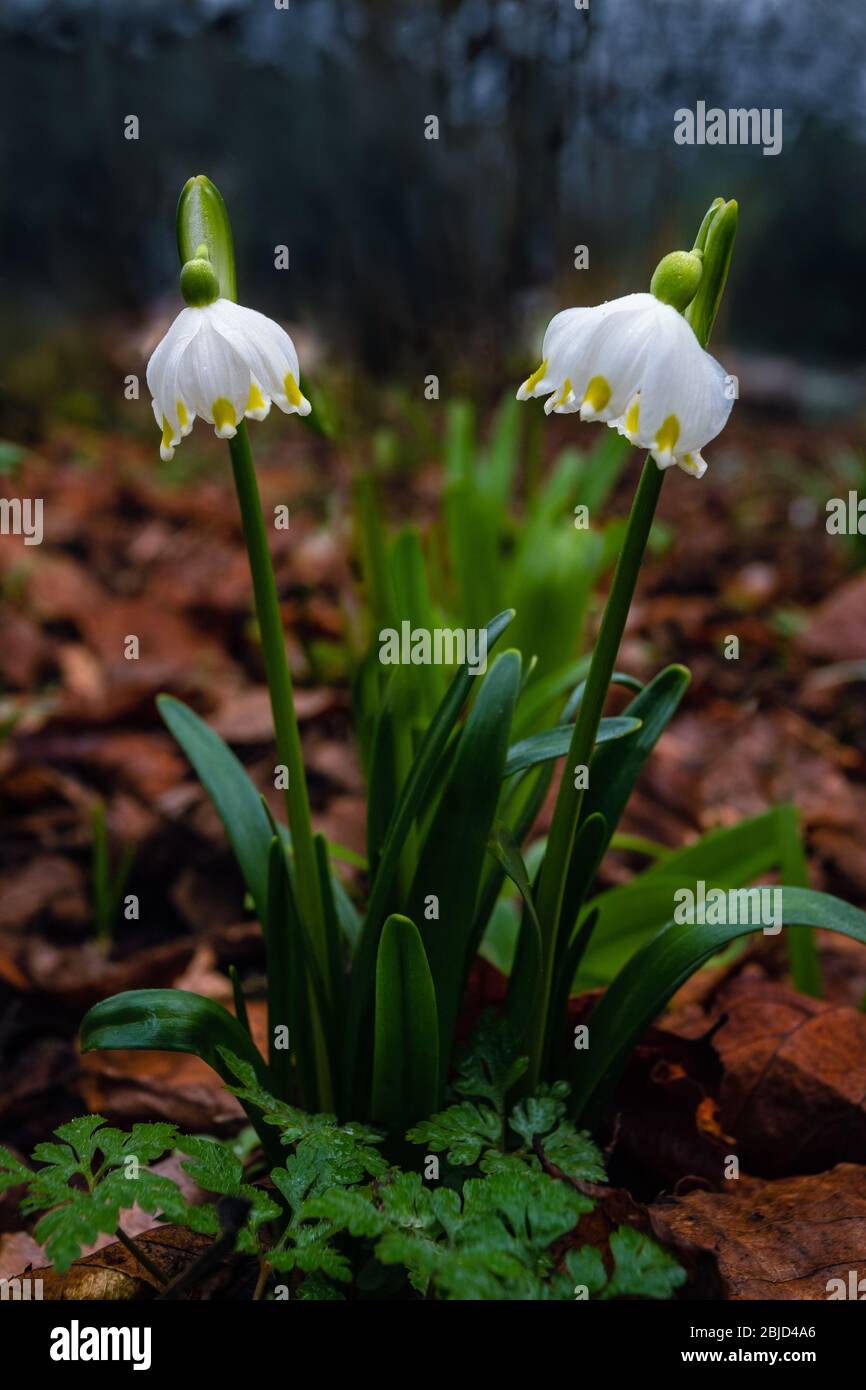 Bloom white together hi-res stock photography and images - Alamy