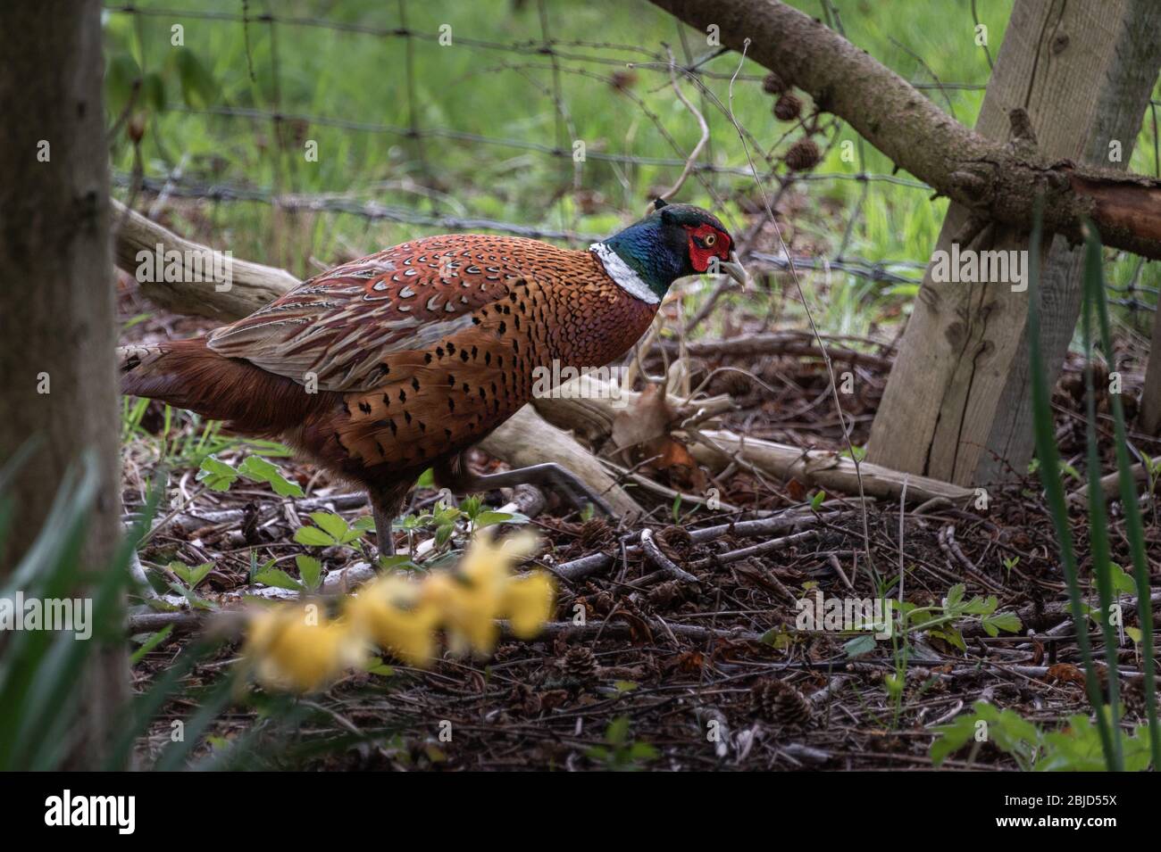 Pheasant england hi-res stock photography and images - Alamy