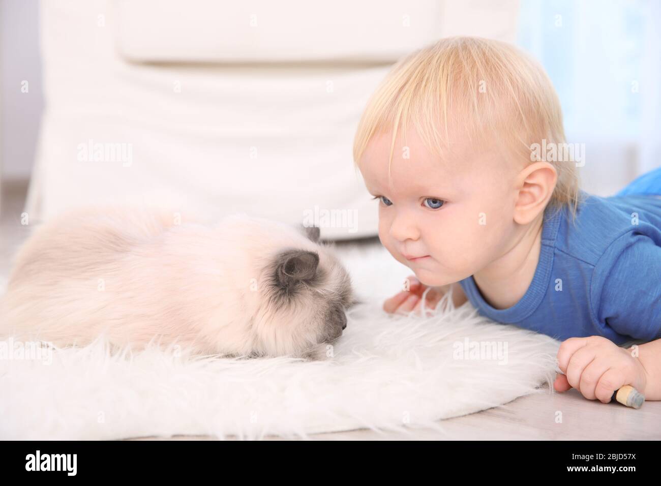 Cute little boy with fluffy cat on floor Stock Photo - Alamy