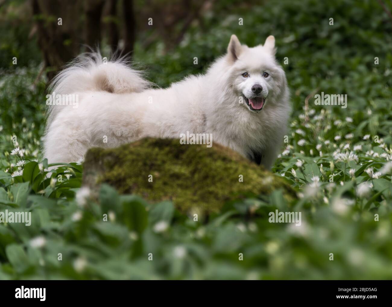 Samoyed Dog in Spring woodland Stock Photo - Alamy