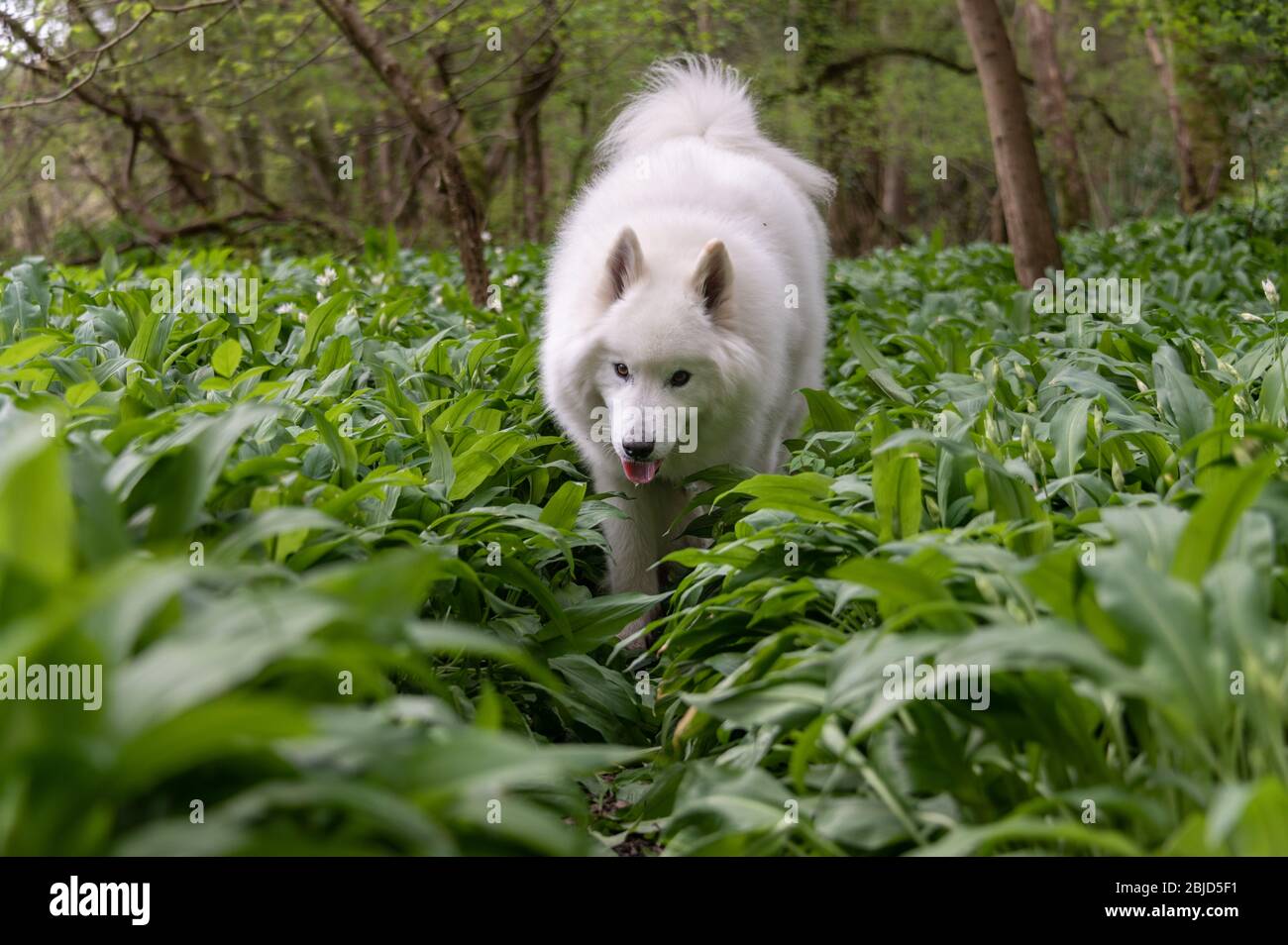 Samoyed in the woods hi-res stock photography and images - Alamy