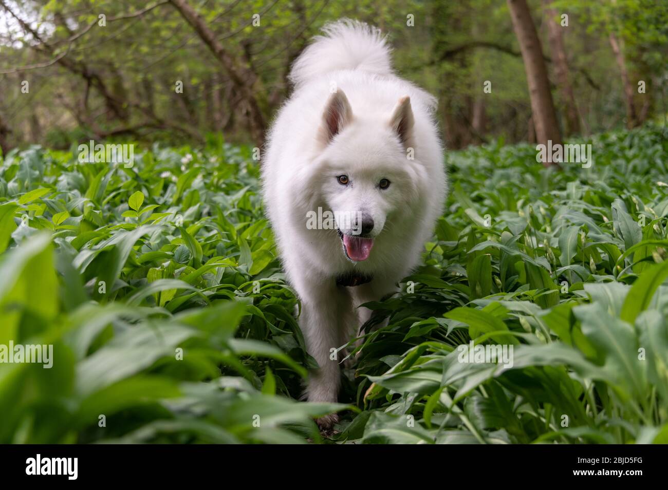 Samoyed Dog in Spring woodland Stock Photo - Alamy