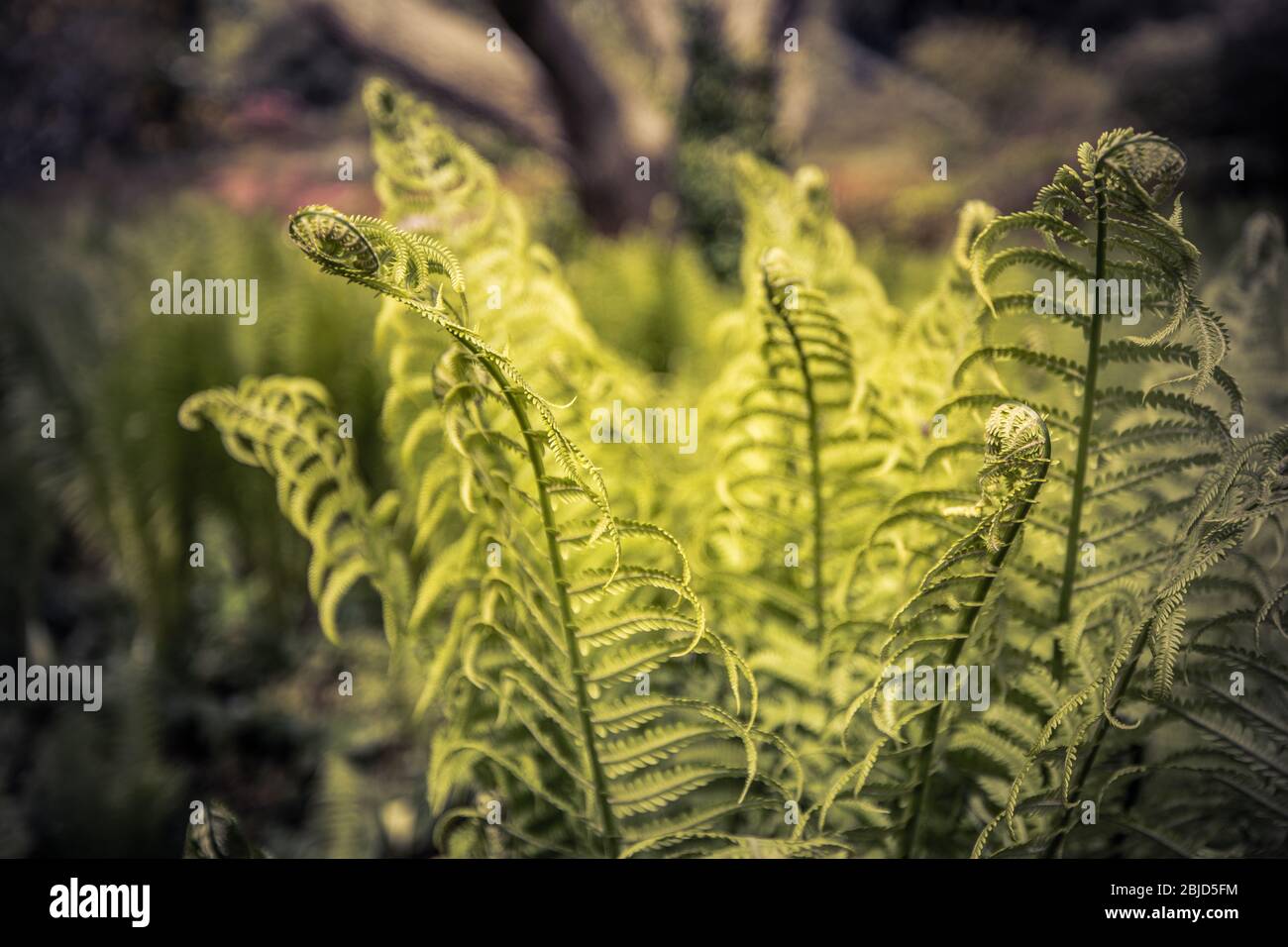 A walk in the park on an overcast day in spring Stock Photo - Alamy