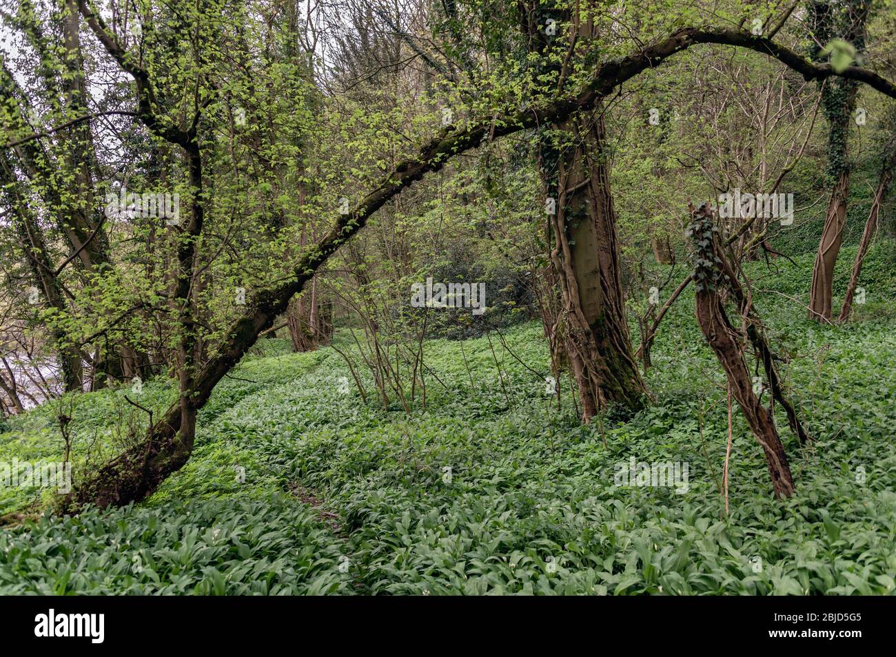 Durham spring woodland Stock Photo - Alamy