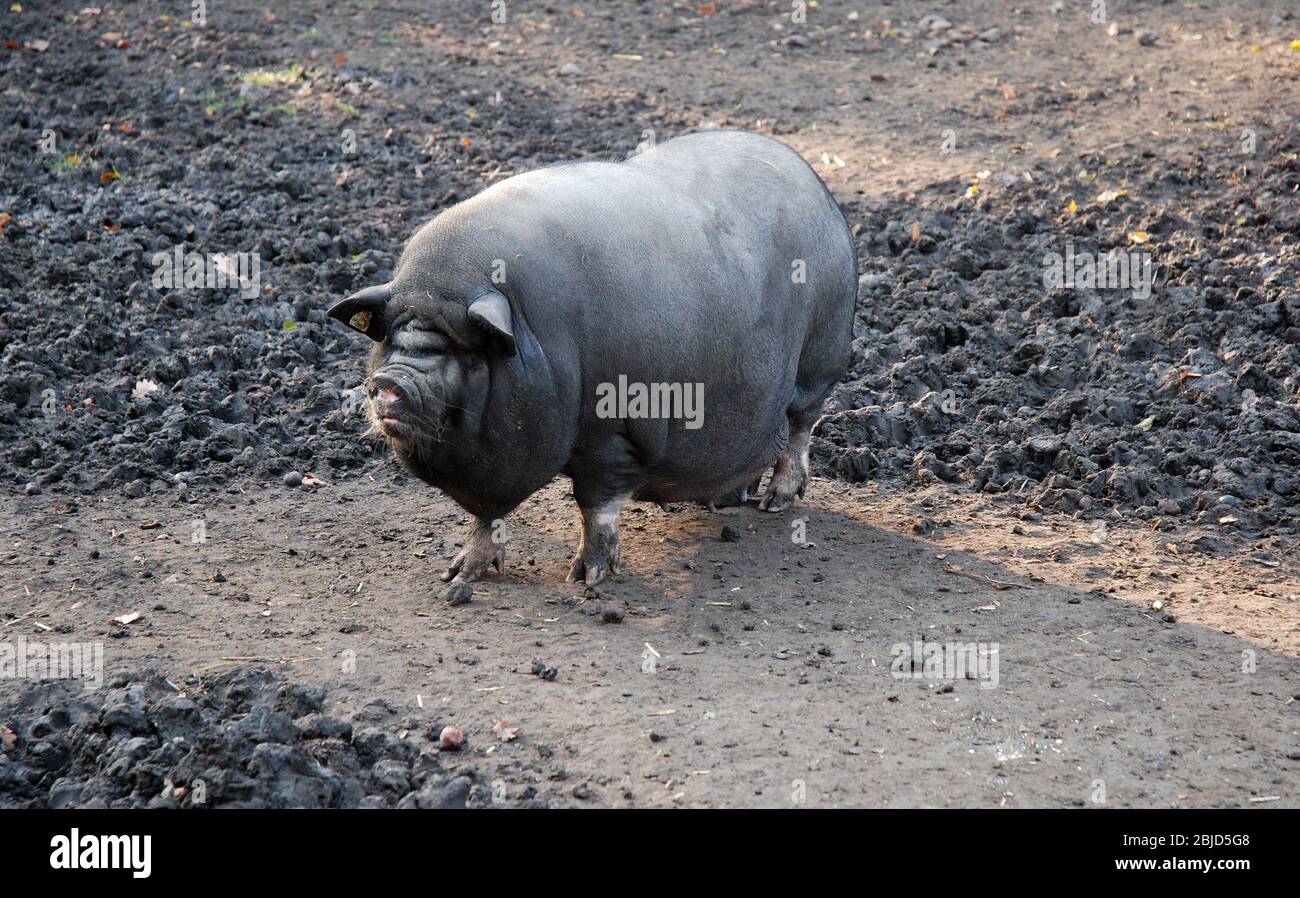 asian female potbelly pig Stock Photo - Alamy