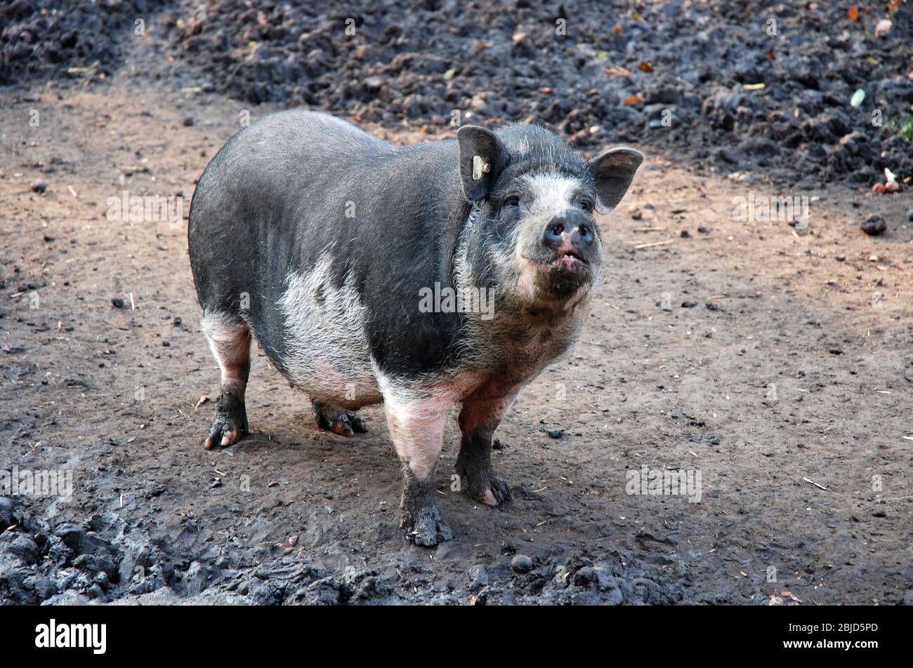 Vietnamese potbelly pig hi-res stock photography and images - Alamy