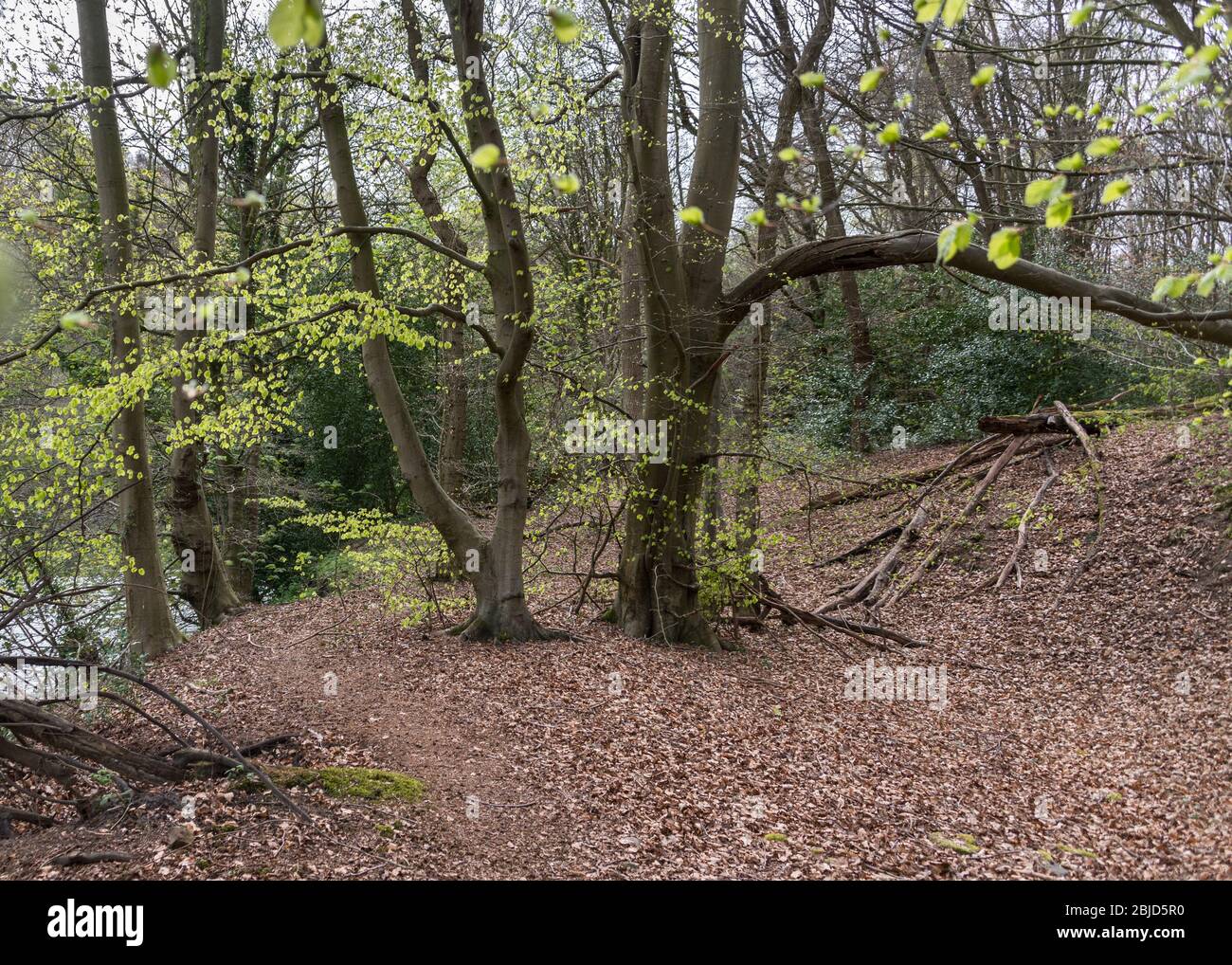 Durham spring woodland Stock Photo - Alamy