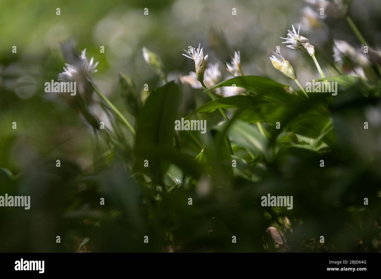 Wild garlic uk foraging hi-res stock photography and images - Alamy