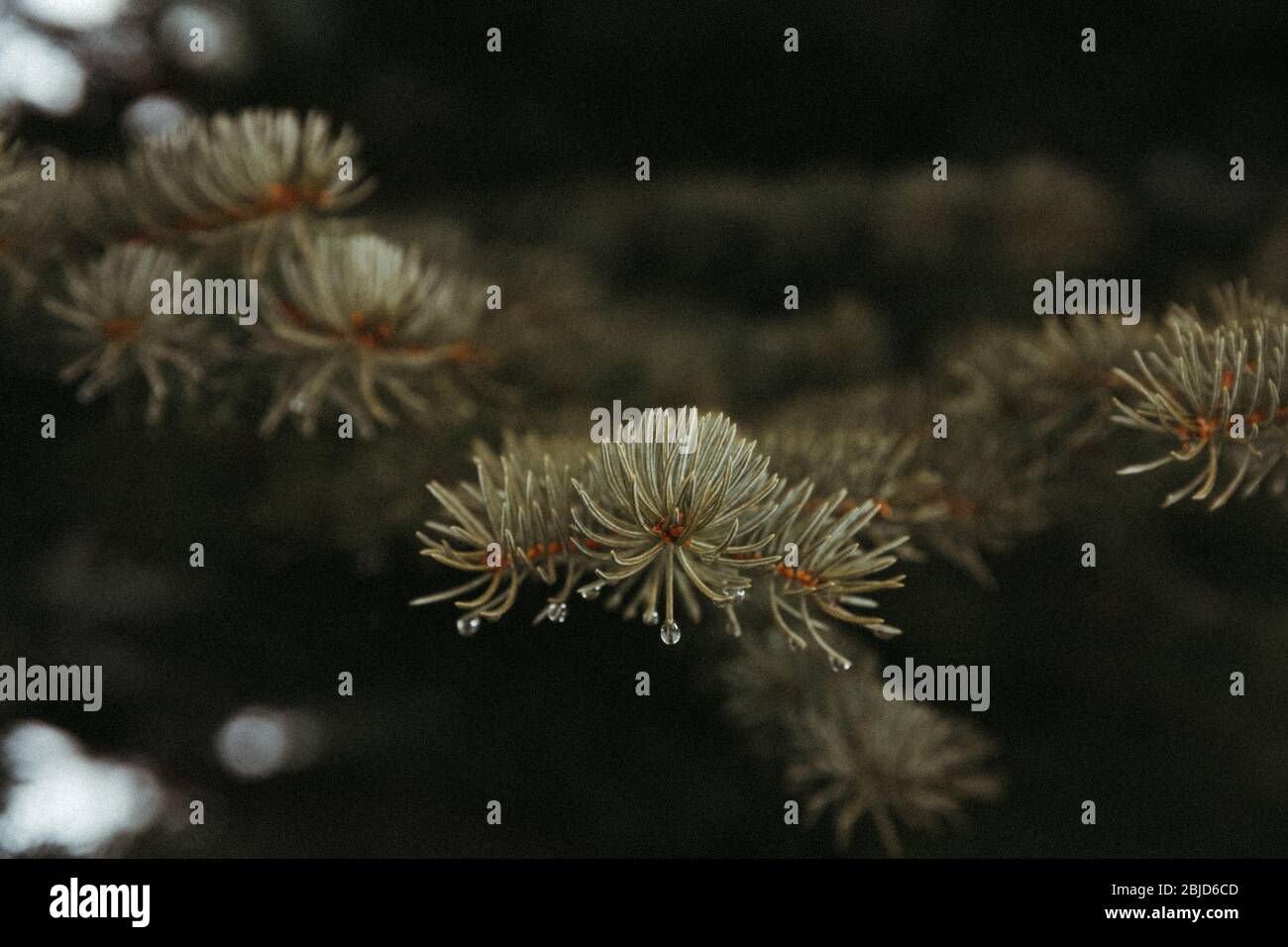 water droplets form on blue spruce needles during spring melt Stock ...