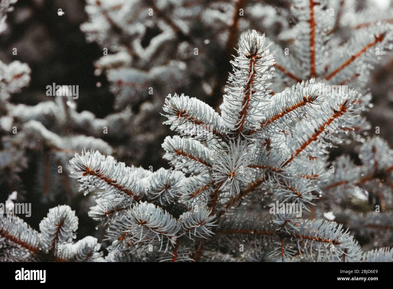 colorado blue spruce branches with blue needles and reddish stems Stock ...