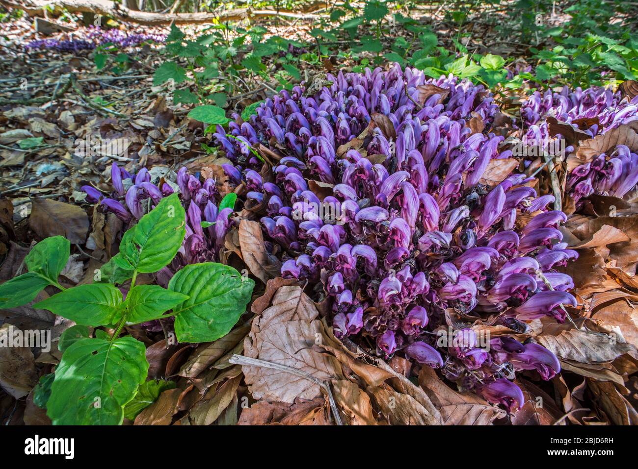 Uk purple wildflowers hi-res stock photography and images - Alamy