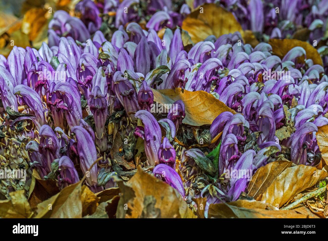 Purple toothwort / clandestine (Lathraea clandestina) in flower in ...