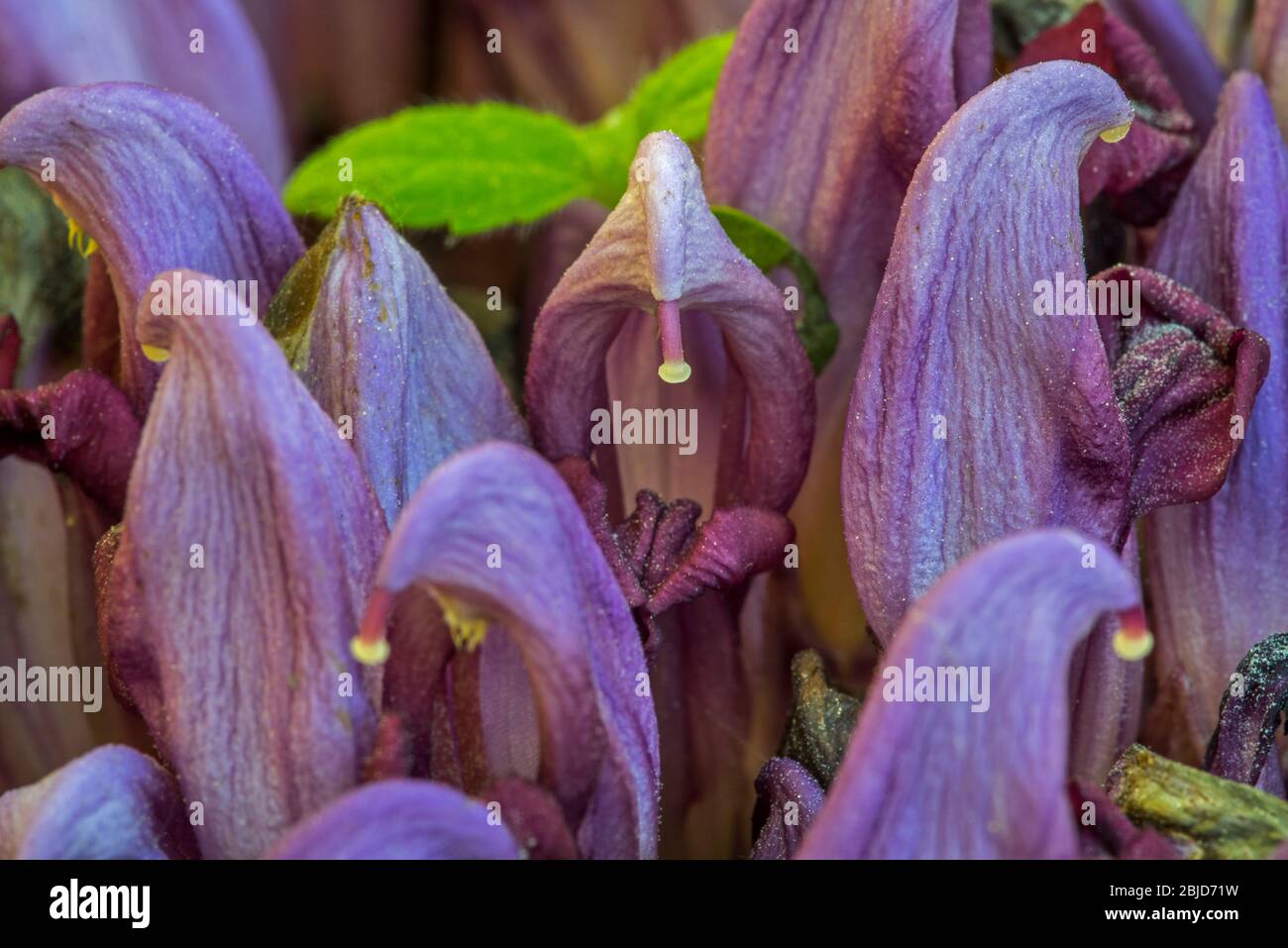 Purple toothwort / clandestine (Lathraea clandestina) in flower in ...