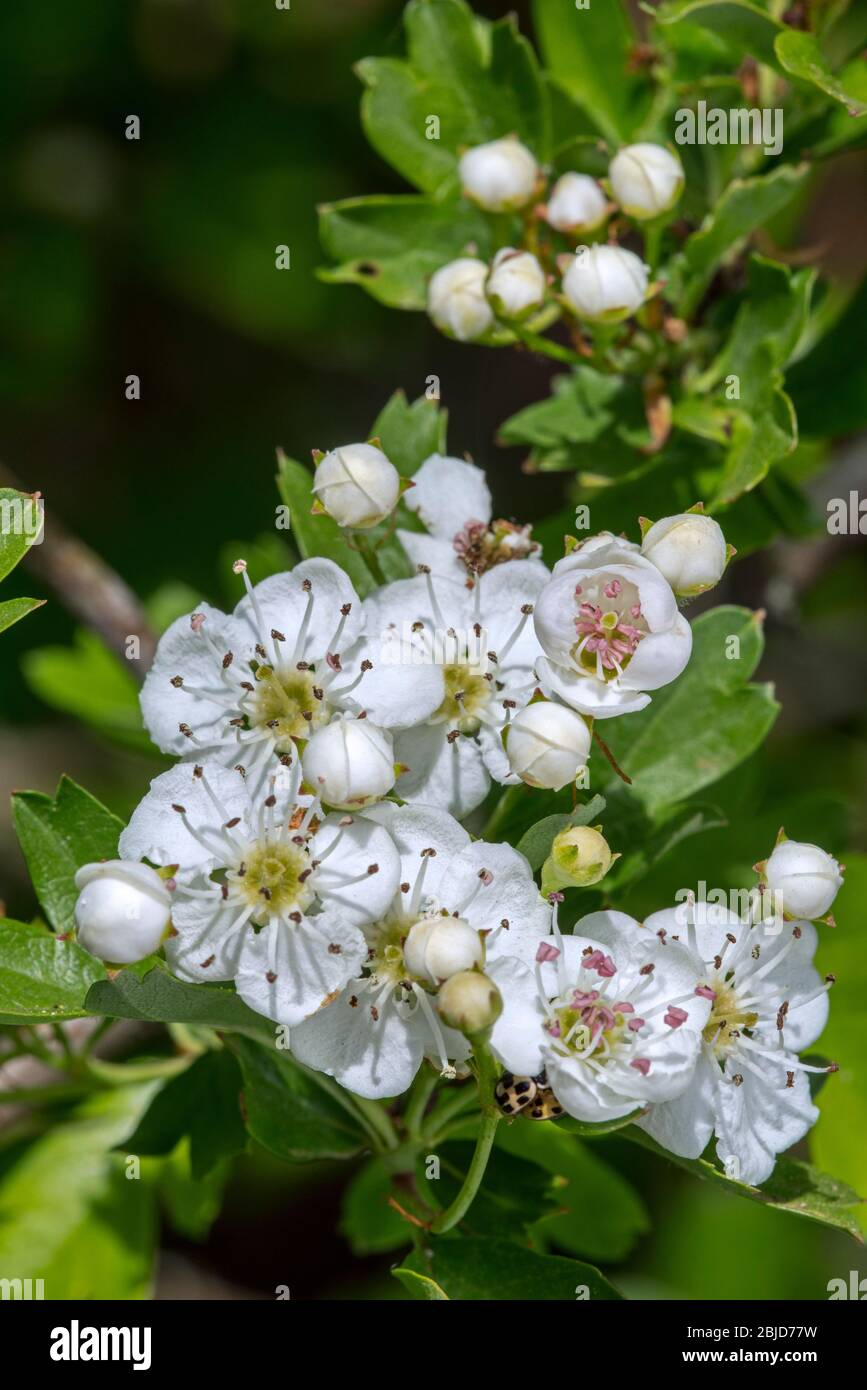 Crataegus Monogyna Flowers High Resolution Stock Photography and Images ...