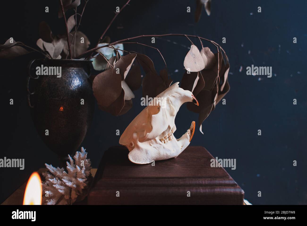 Real beaver skull still life in vintage artistic interior Stock Photo ...