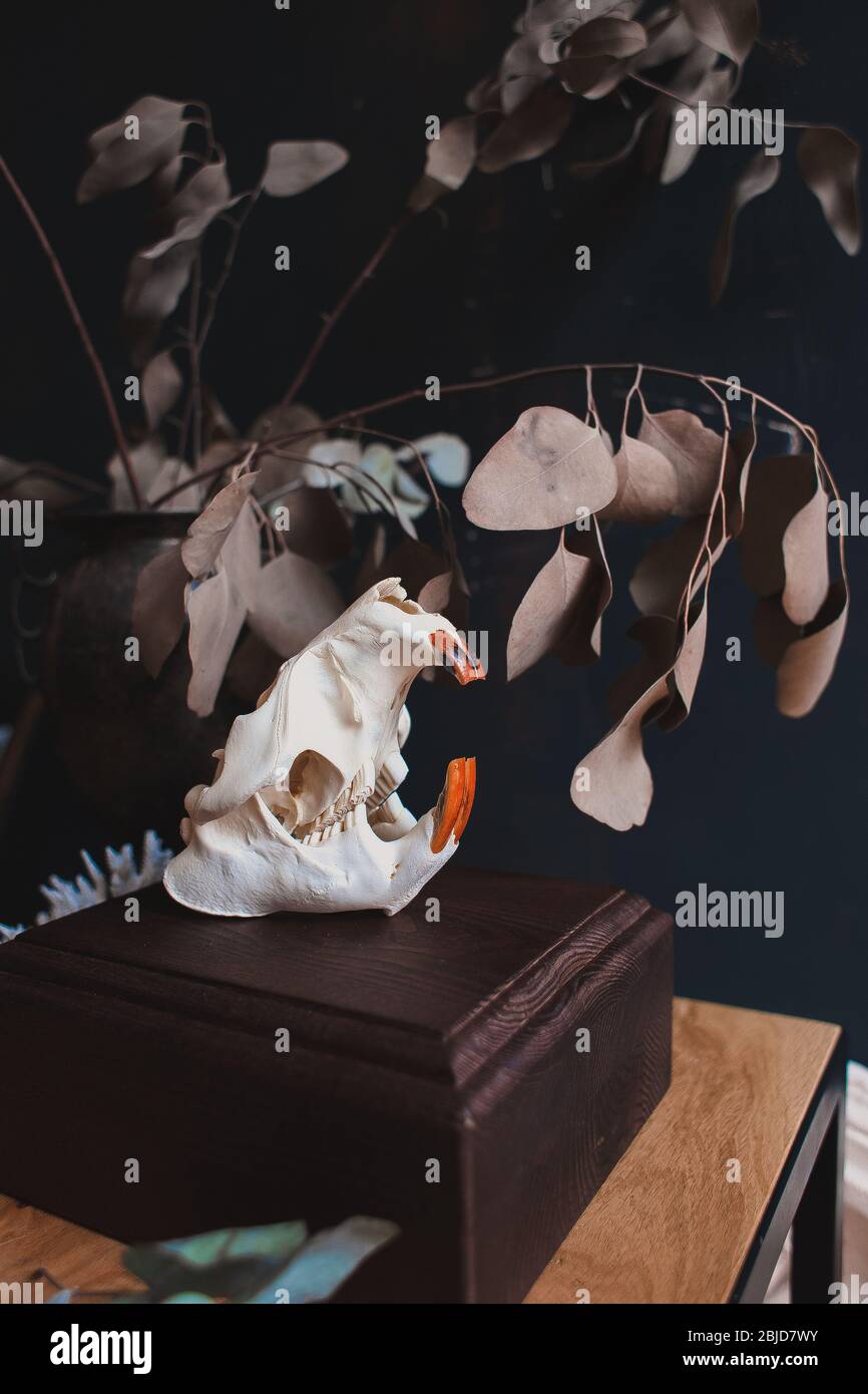 Real beaver skull still life in vintage artistic interior Stock Photo ...