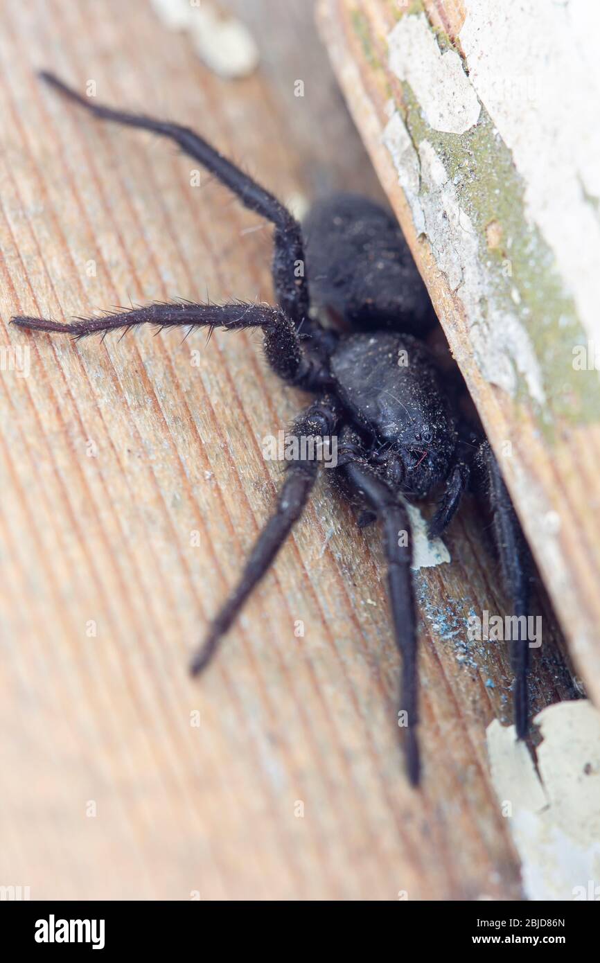 Black Wood Spider