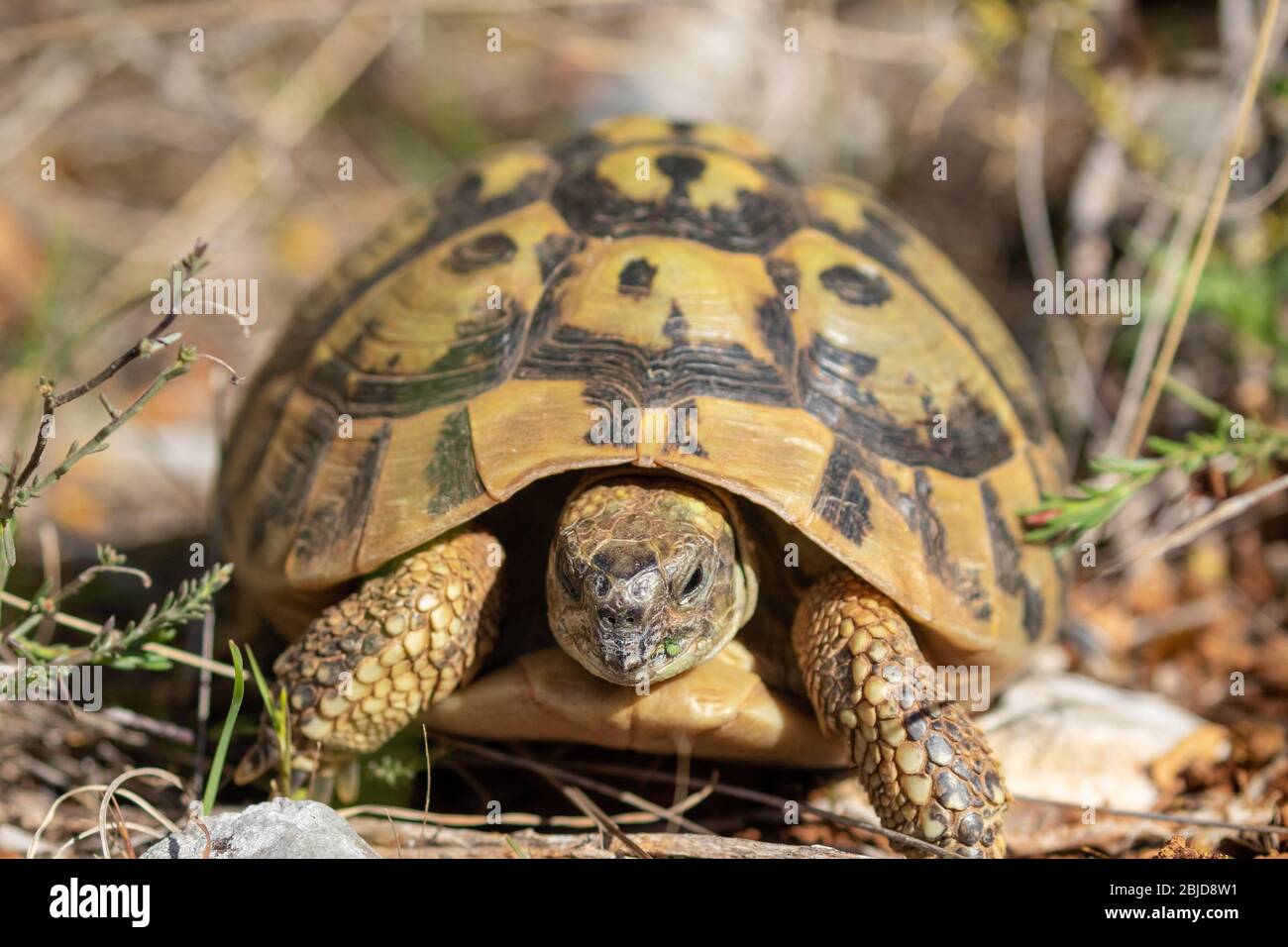 Cute reptile hermanns tortoise testudo hi-res stock photography and ...