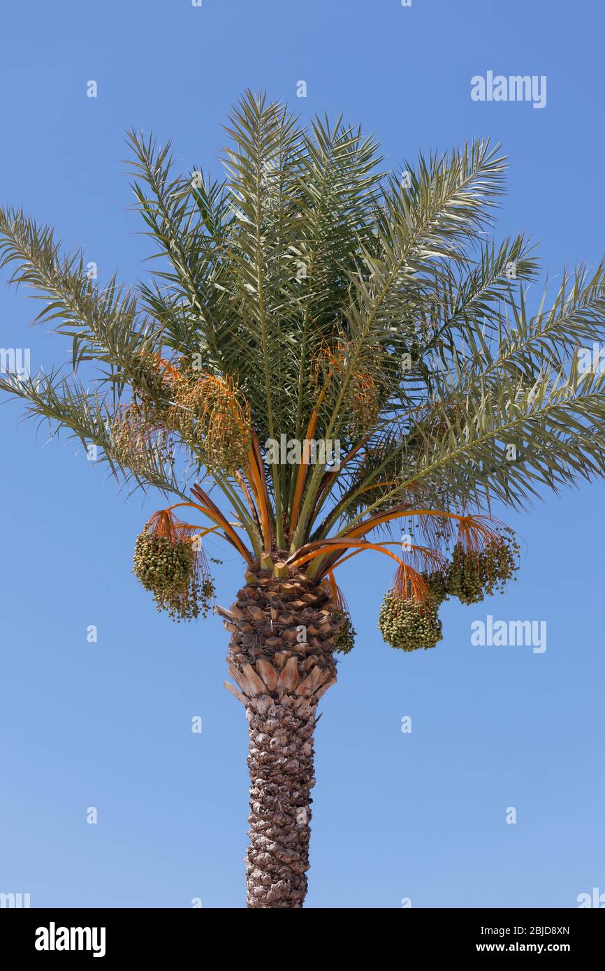 Palm tree seeds hi-res stock photography and images - Alamy