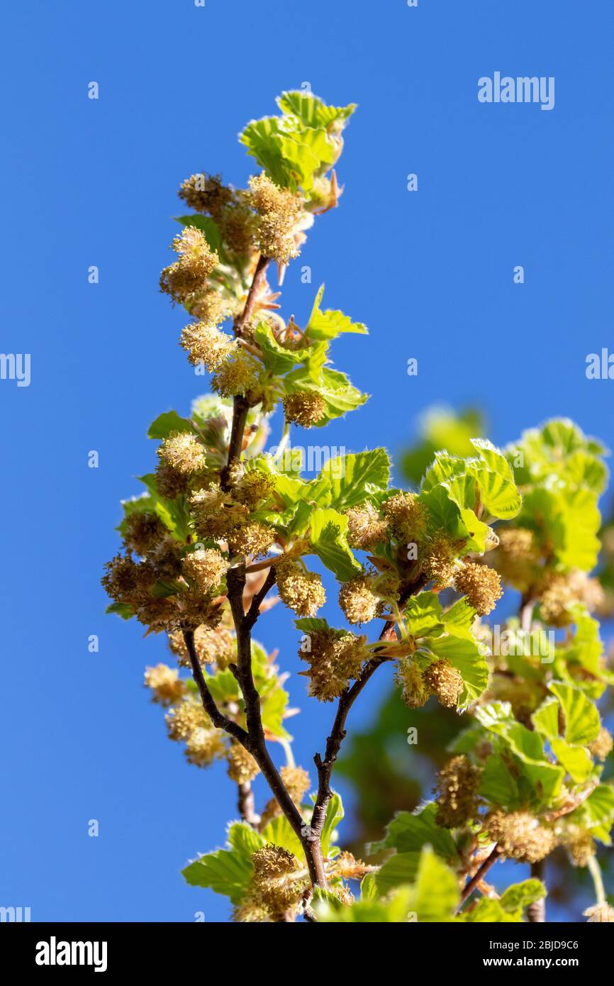 The flowers of Fagus sylvatica, the European beech or common beech ...