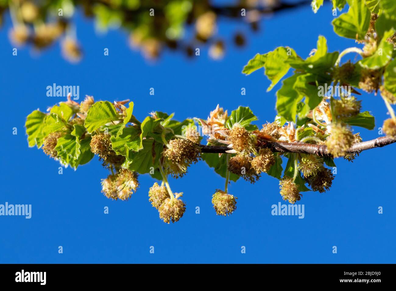 The flowers of Fagus sylvatica, the European beech or common beech ...